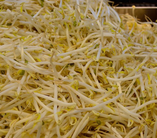 What Can Grow sayur Sayur In The City – Sayur In The City